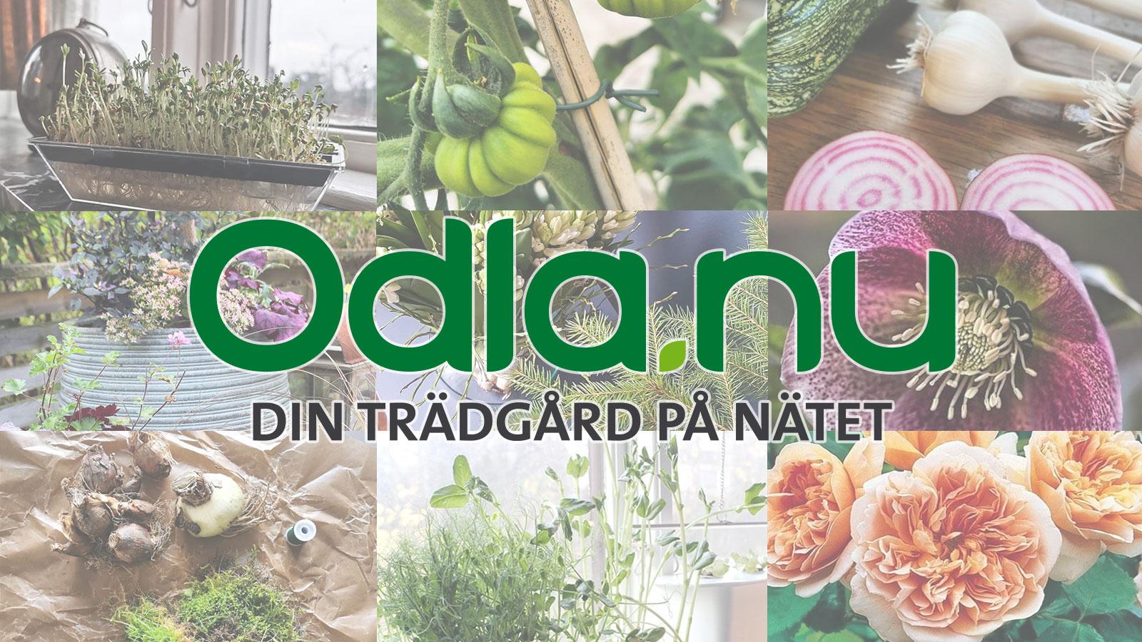 FAUSOL overtager Odla.nu