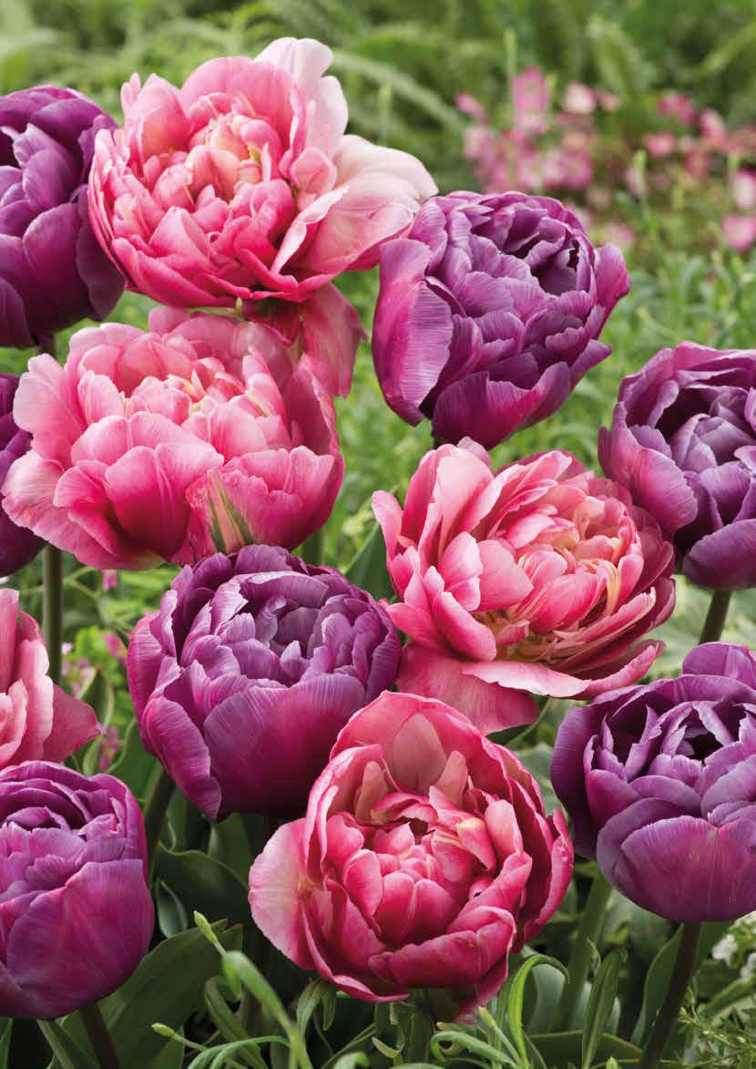 FAUSOL - Vi gør havedrømme til virkelighed!